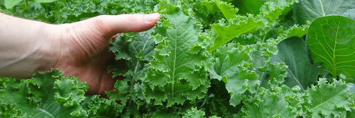 Eating Kale for Optimal Health, Strength and Power! | Dr. Lori Shemek